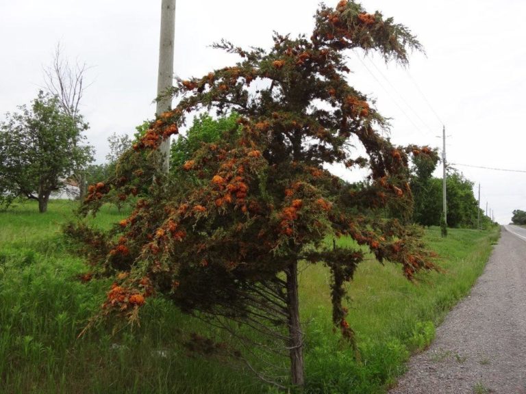 Cedar Apple Rust on Juniper - Logan Tree Experts