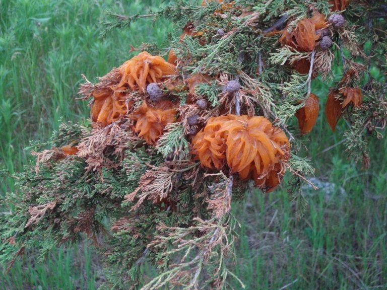 Cedar Apple Rust on Juniper - Logan Tree Experts