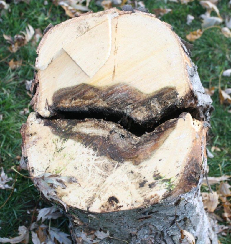 Lion-tailing- Why it's wrong and how to fix it - Logan Tree Experts